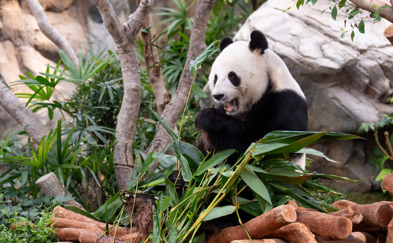 香港海洋公園熊貓館入場門票連接送 - Klook 客路