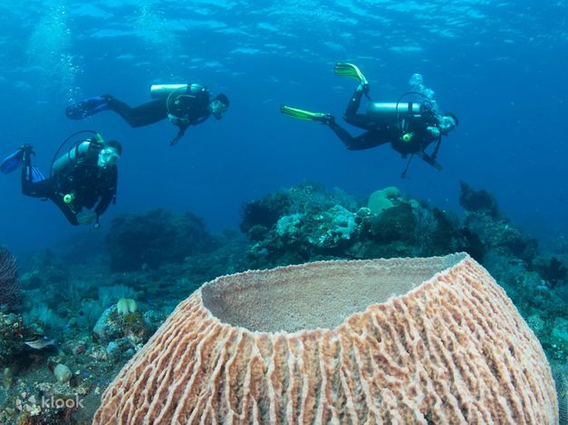 PADI Coba Scuba Diving di Bali | Resor Selam Bintang 5 PADI - Klook ...