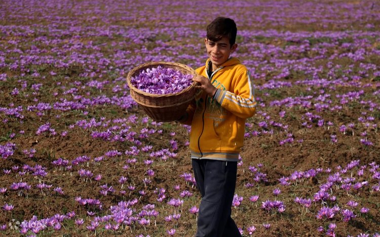 saffron fields pahalgam