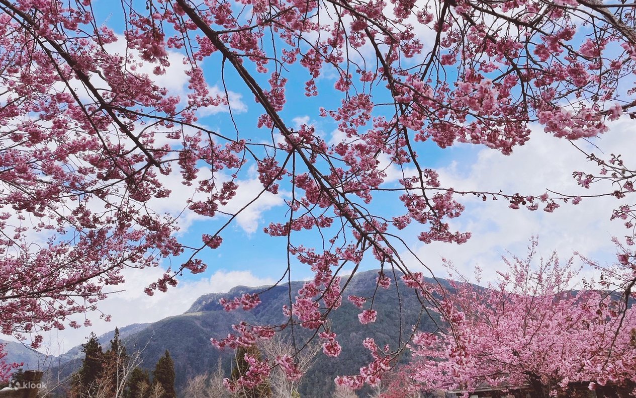 2026 Wuling Farm Cherry Blossom Season Day Tour (Departure from Taipei ...