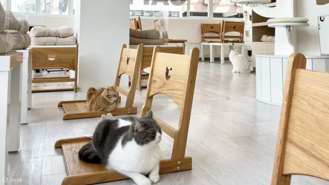 Top 10 Hong Kong & Macau Pet-friendly experience in 2025