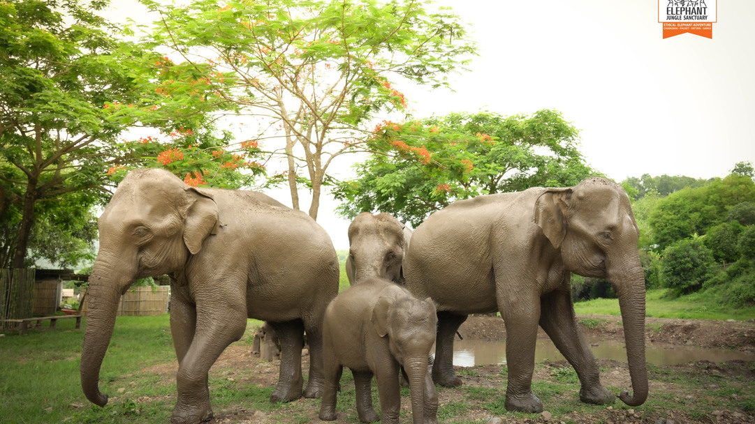 Top 10 Thailand Elephant sanctuaries in 2025