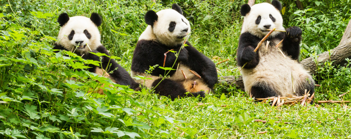 Giant Panda Research Center & Jinli Old Street - Klook ประเทศไทย