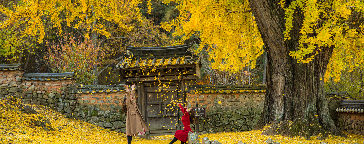 Memorable Autumn Foliage Day Tour from Busan - Klook