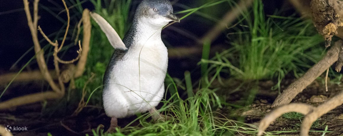 Penguin Parade Phillip Island Tour from Melbourne - Klook Australia