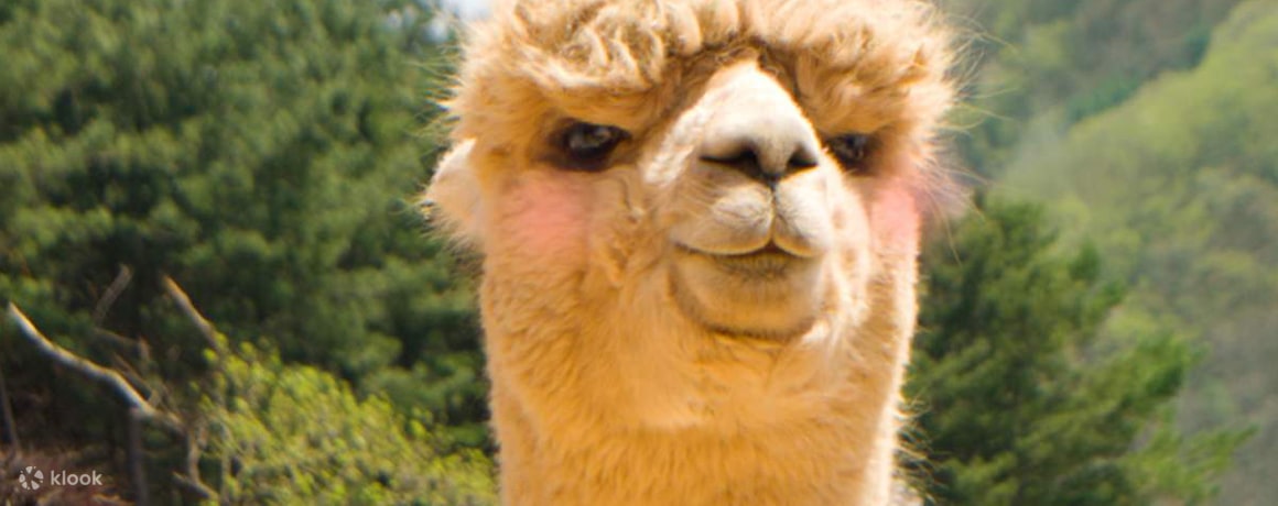 Alpaca World, Nami Island & The Garden of Morning Calm Private Tour ...