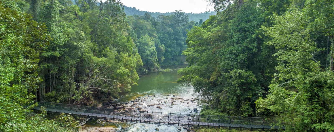 Taman Negeri Rompin Trekking Tour from Pahang - Klook客路