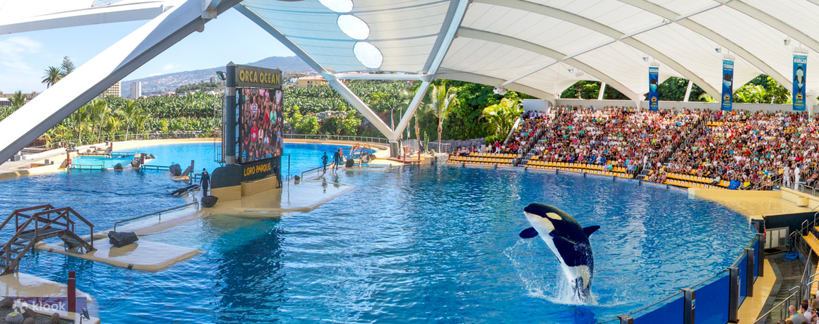 Loro Parque Admission Ticket in Tenerife - Klook
