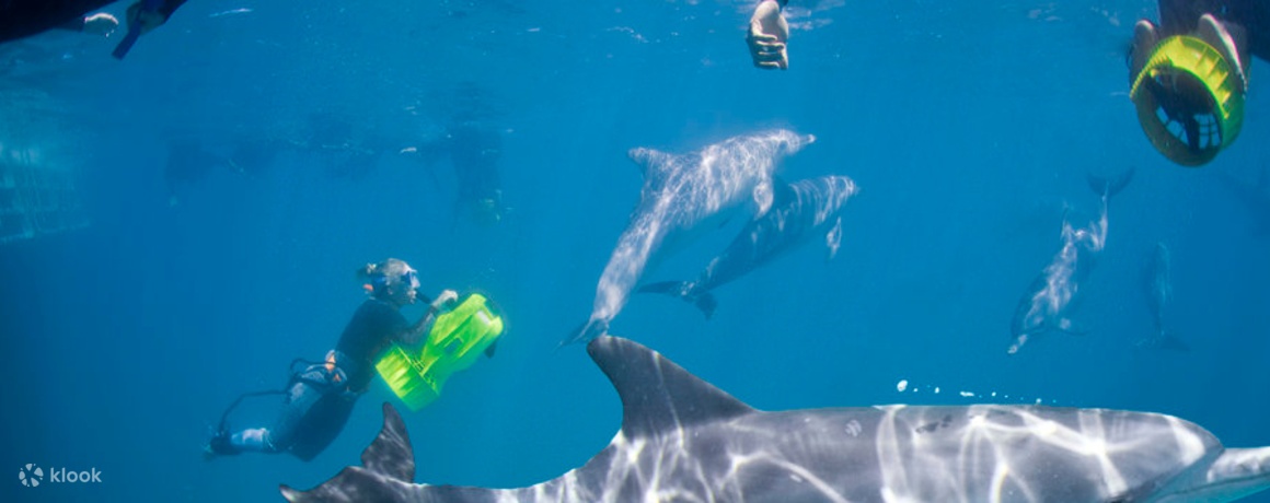 Swim With Wild Dolphins Experience In Rockingham, Perth - Klook 客路
