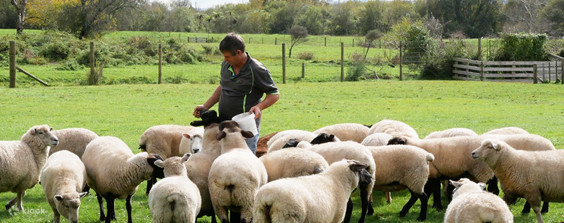 Rotorua Heritage Farm Tour - Klook