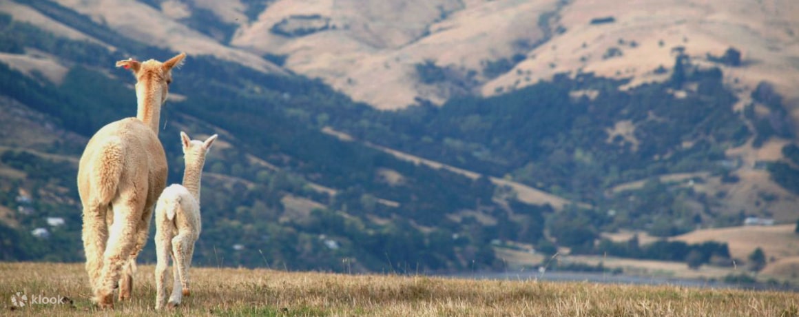 Up to 20% Off | Akaroa Shamarra Alpaca Farm Tour - Klook Singapore