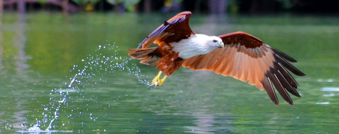 Bird Watching Experience with Transfers in Desaru - 클룩 KLOOK 한국