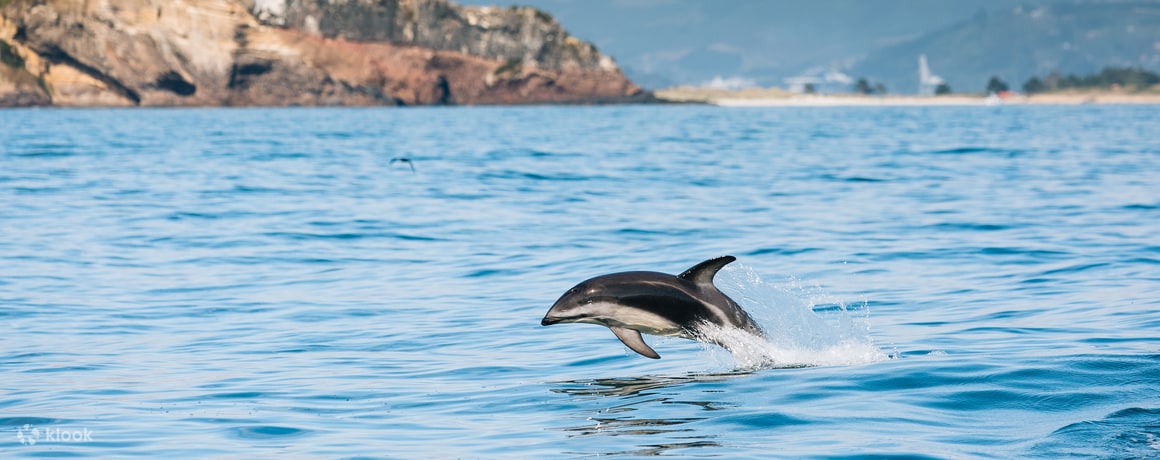 Swimming with Dolphins - Klook Malaysia