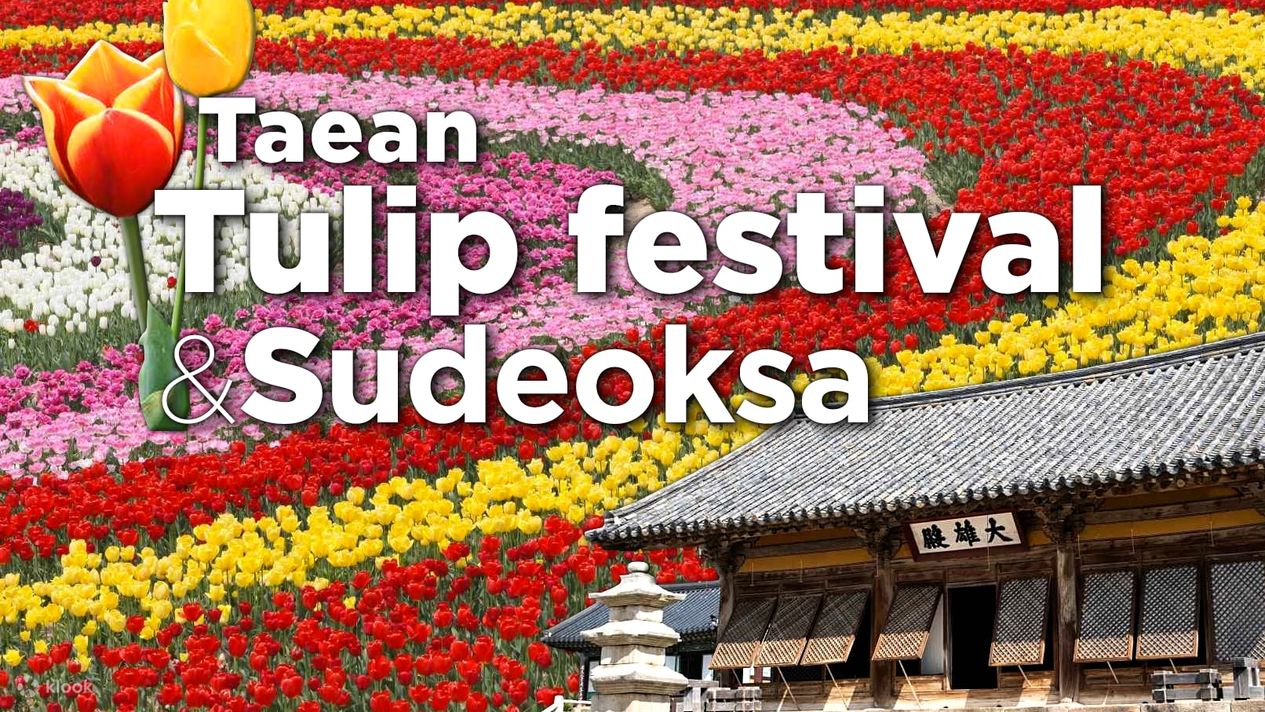 Taean Tulip Festival and Suspension Bridge Tour from Seoul - Klook ...