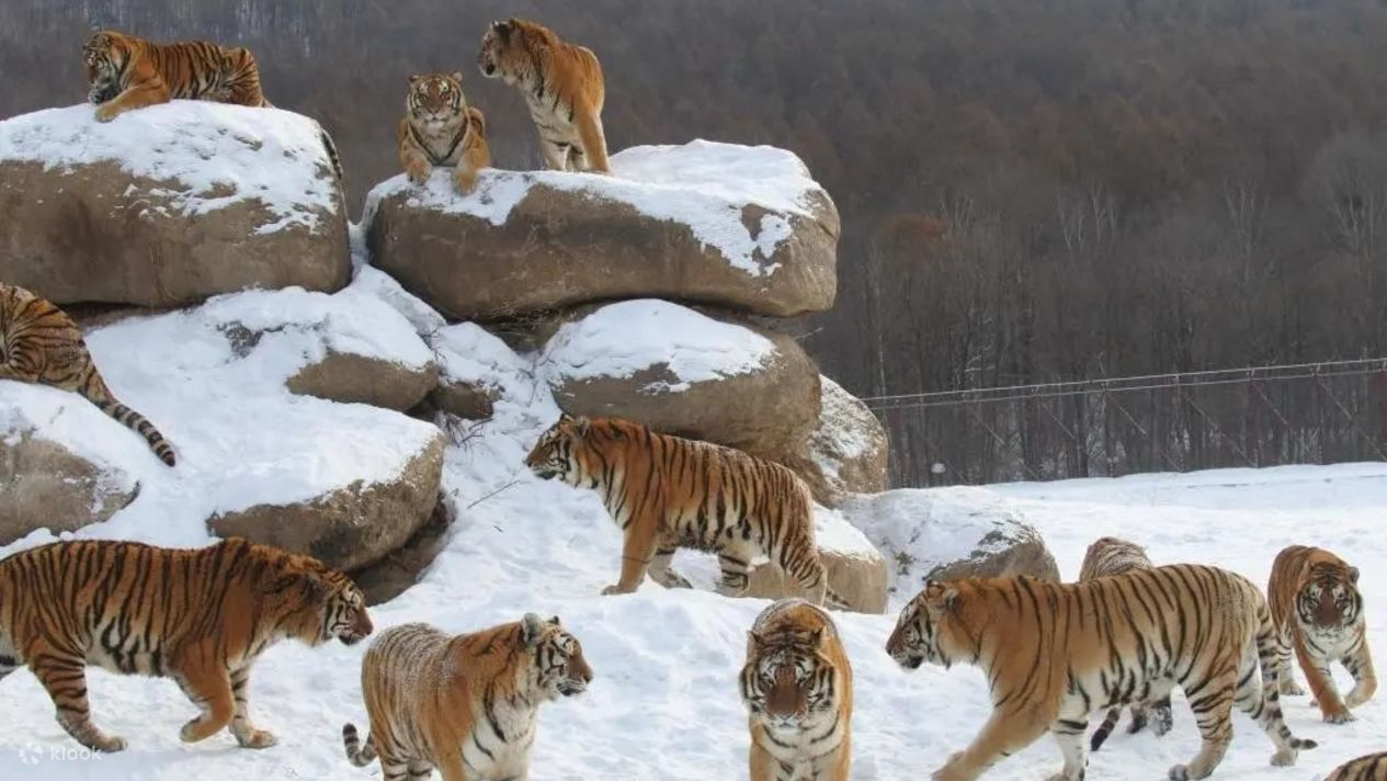 Harbin Siberian Tiger Park, Sun Island Scenic Area, Saint Sophia ...