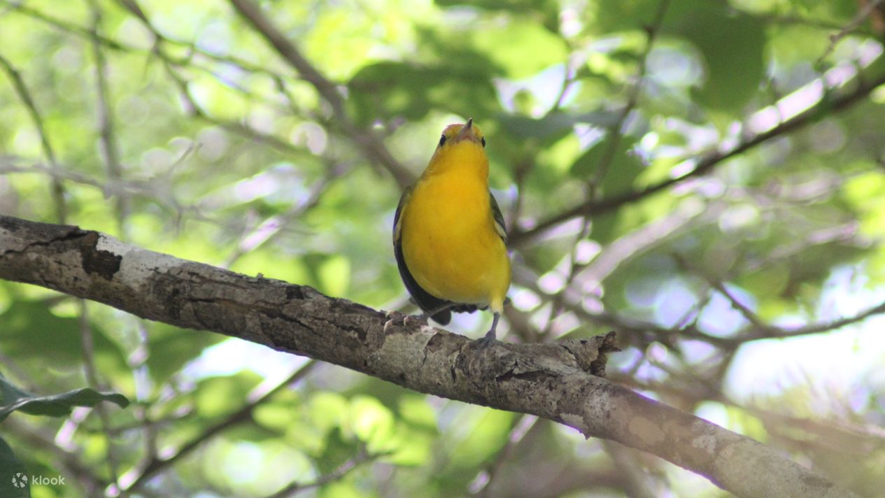 Birdwatching Tour in Cancun Mexico - Klook United States