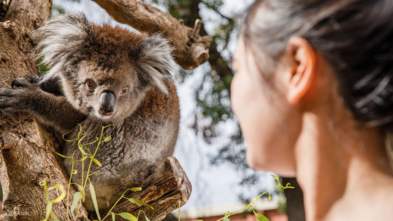 Adelaide Zoo Admission - Klook Australia