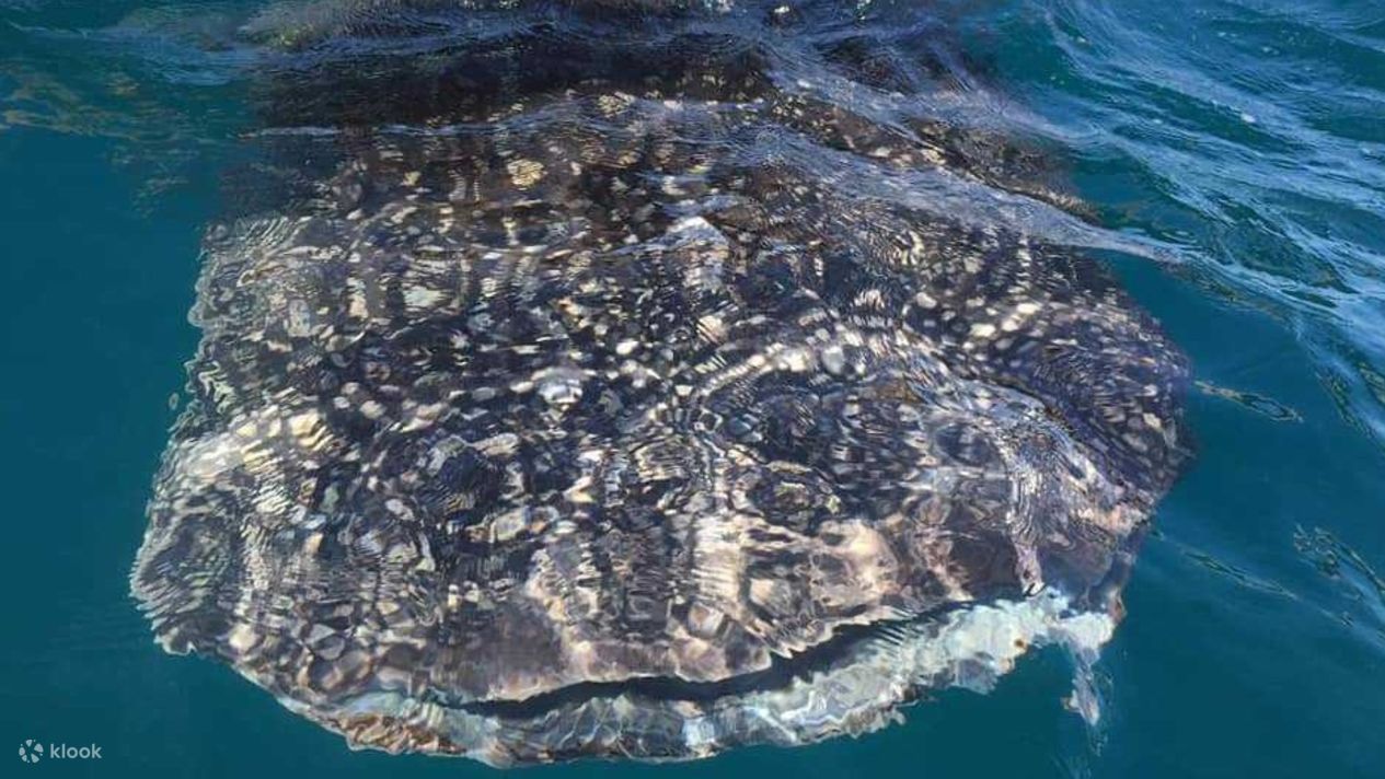 Discover the Enchanting Whale Shark Encounter in Lila, Bohol: A Once-in ...