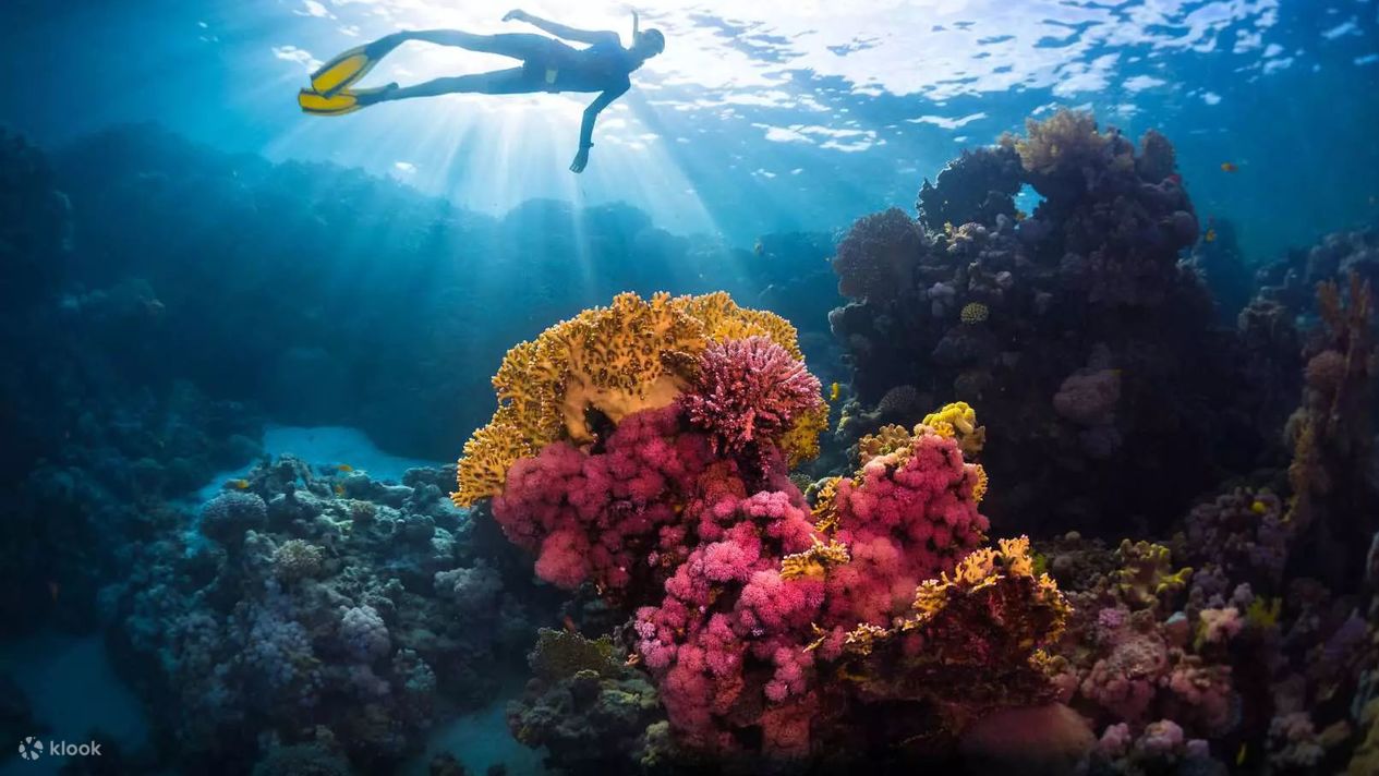 Experience an Exciting Freediving Tour at Napaling Reef and Witness the ...