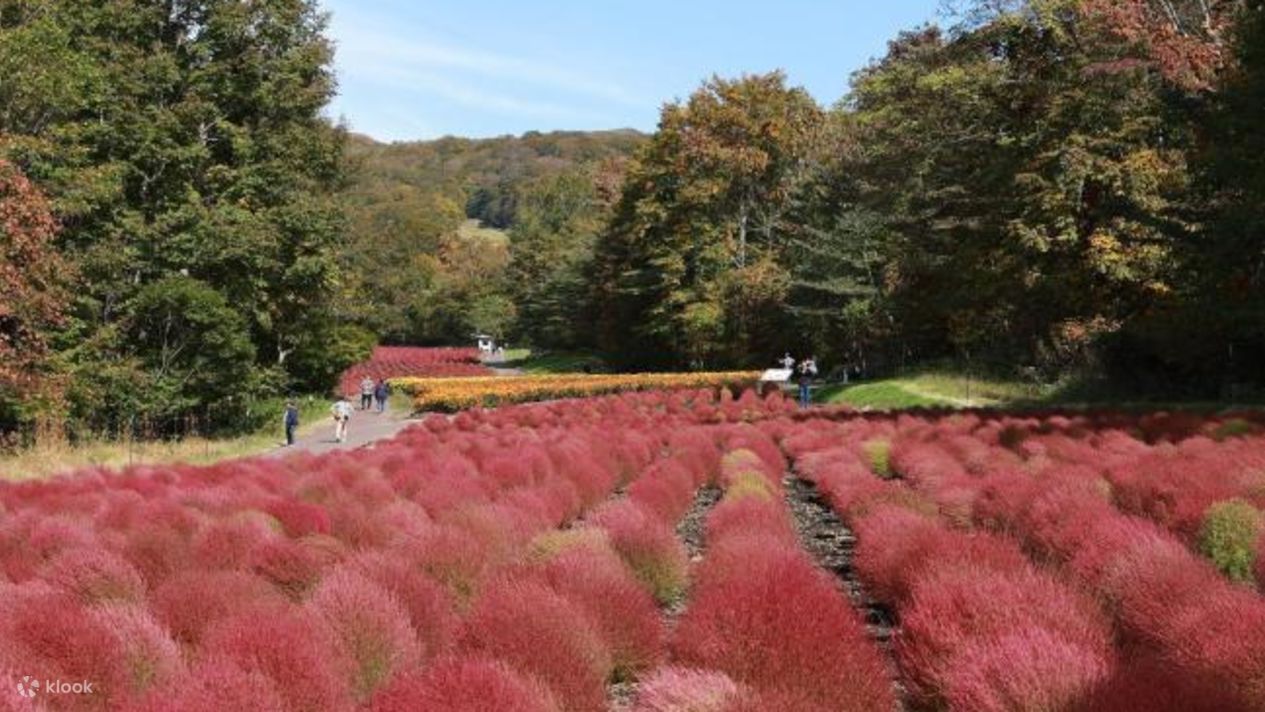 Tokyo Gunma Day Tour｜Gunma Tamhara Lavender Farm/Broom Grass Maple Red ...