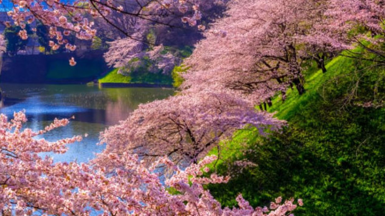 Cherry Blossom Season Exclusive | One-day tour to famous cherry blossom ...
