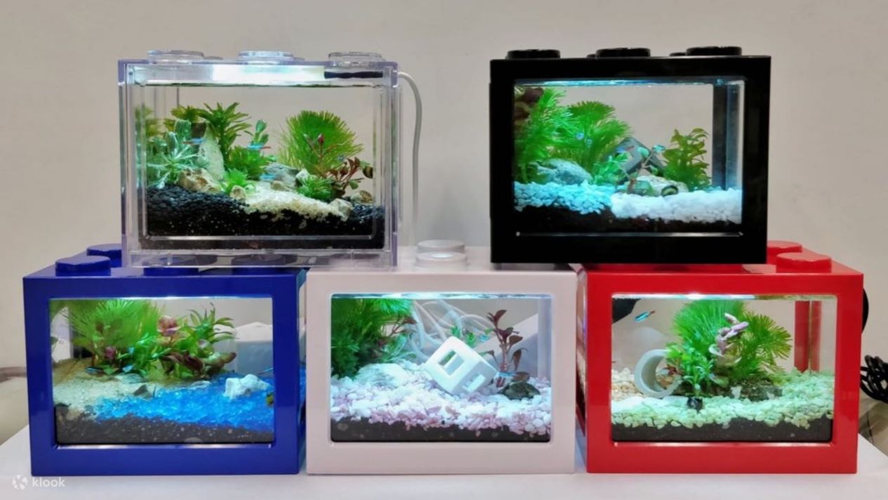 Mini Desktop Aquarium Workshop in Hong Kong - Klook États-Unis
