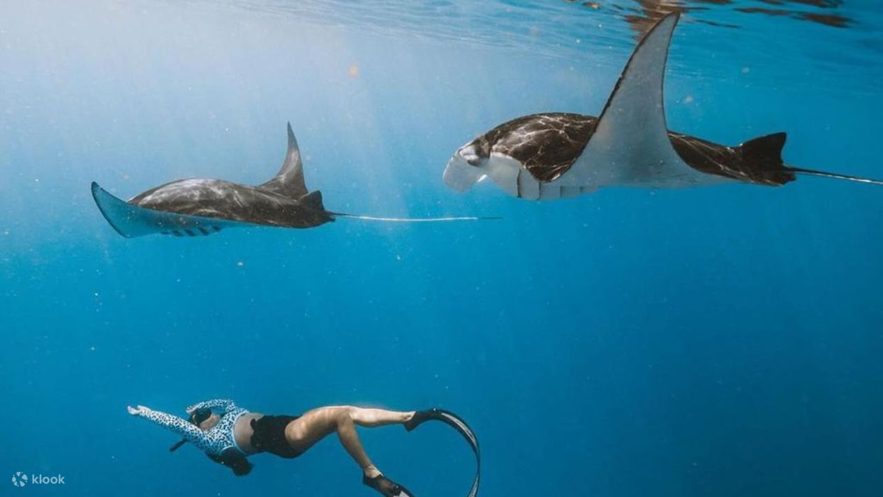 Manta Point Snorkeling and West Nusa Penida Tour - Klook Canada