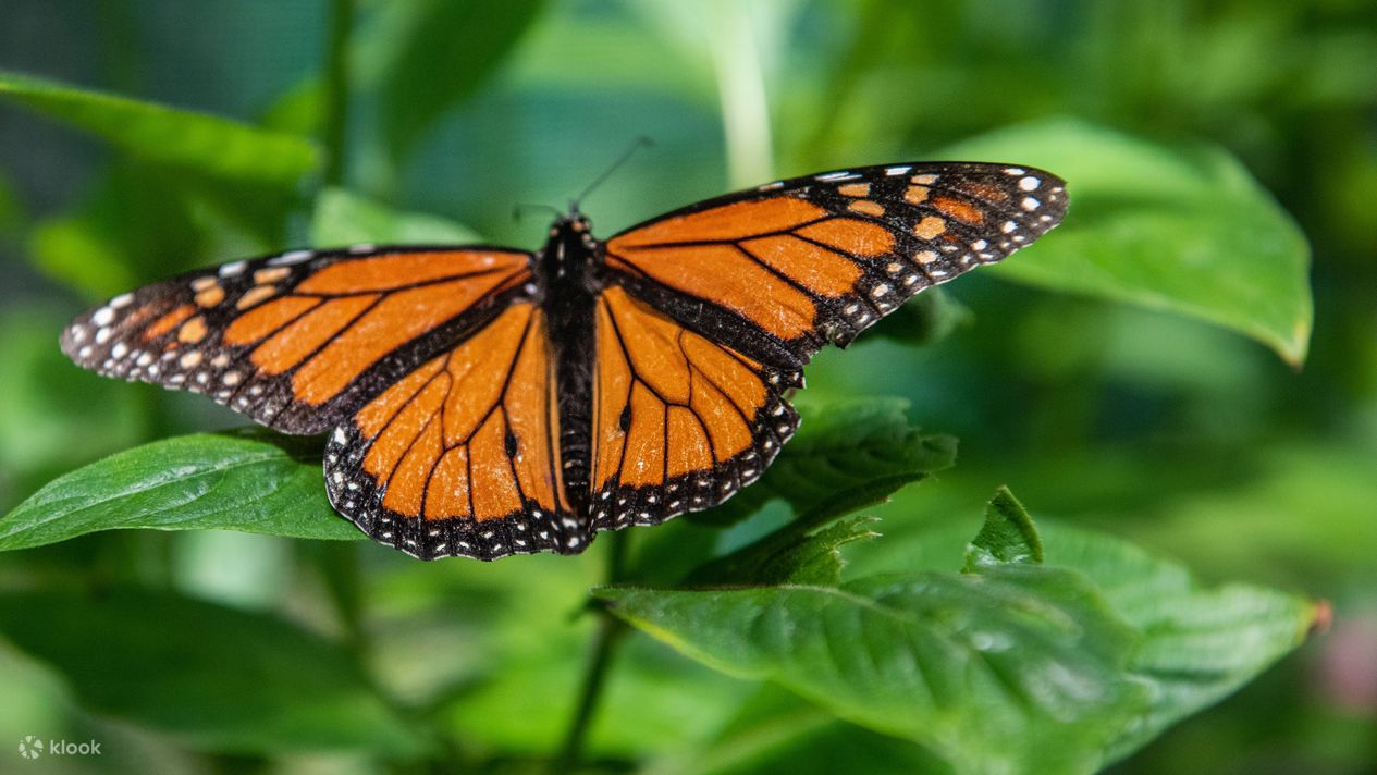 Australian Butterfly Sanctuary Ticket Cairns, Australia - Klook