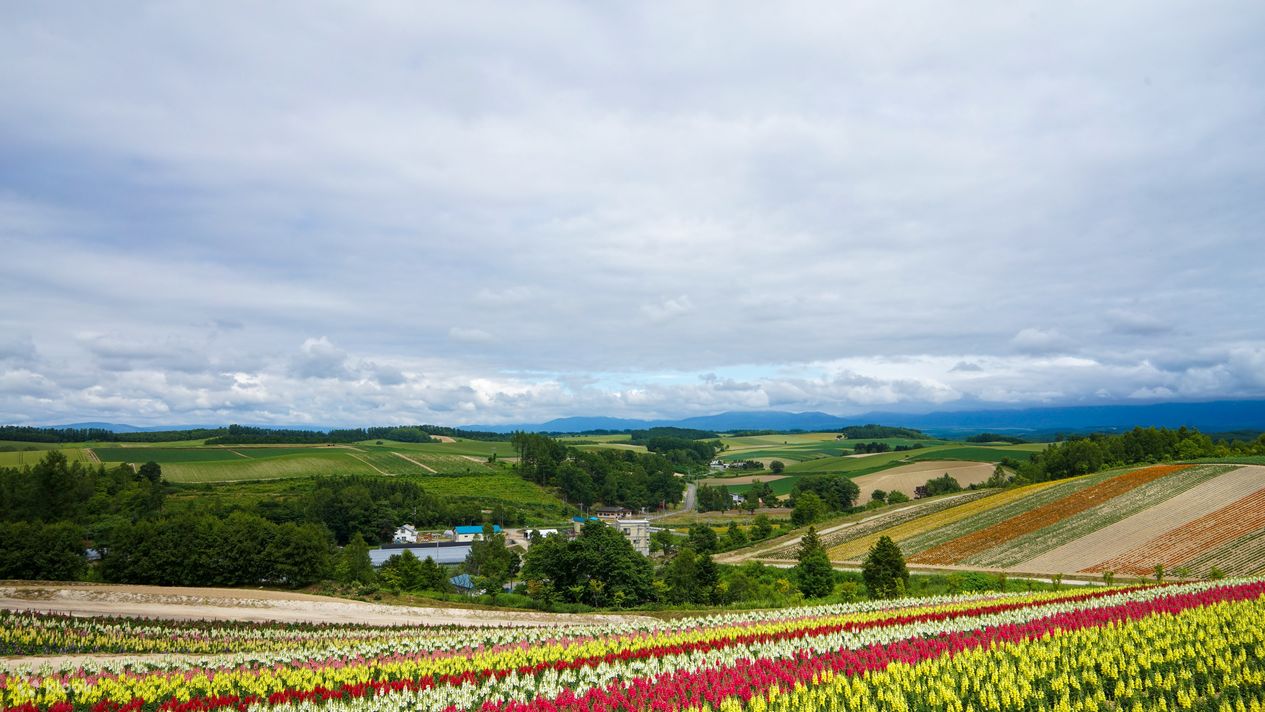 5D4N Hokkaido, Biei, and Furano Join In Land Tour - Klook