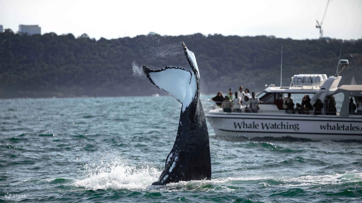 2-Hour Ocean Whale Watching Experience from Barangaroo - Klook United ...