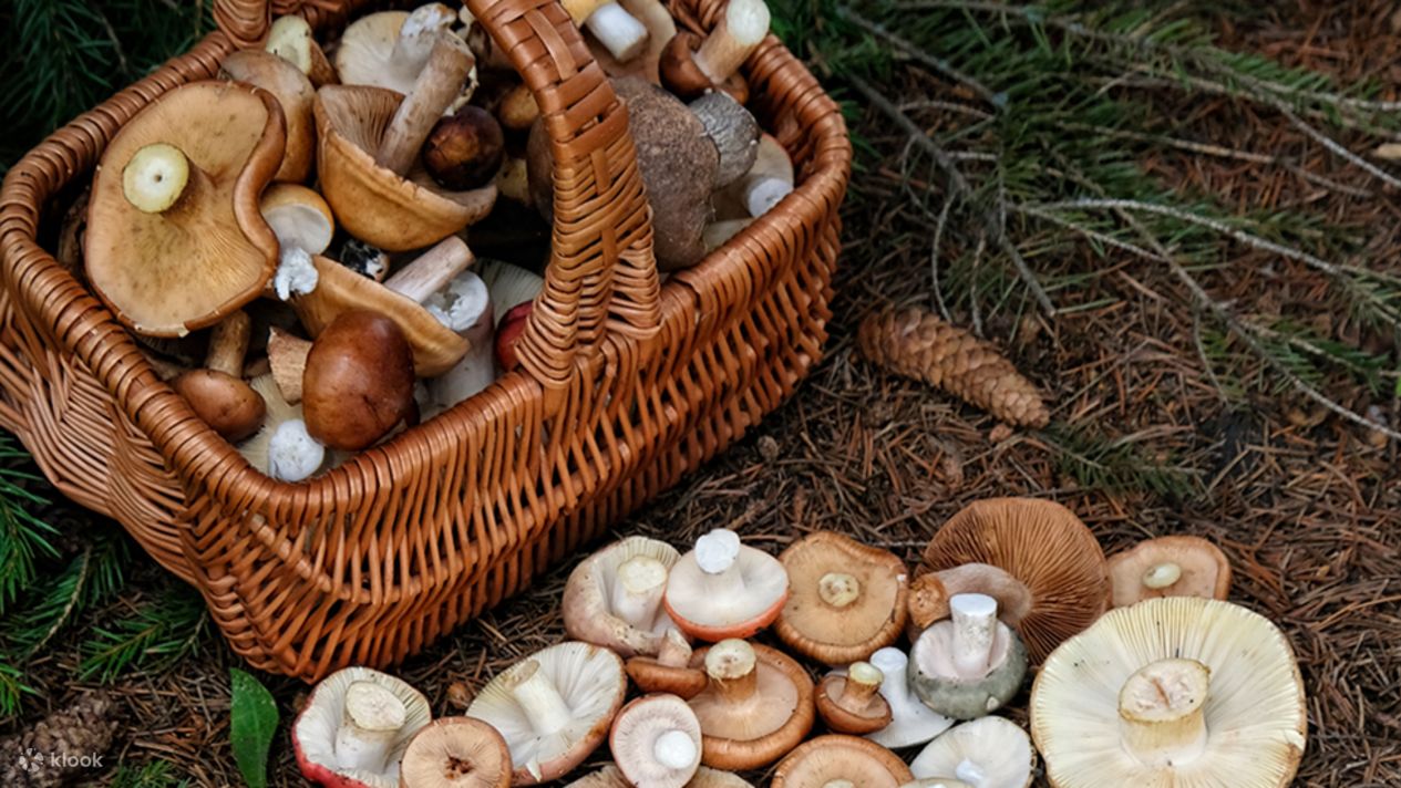 6-day "Mushroom" Fantasy Yunnan, starting and ending in Lijiang (Erhai ...