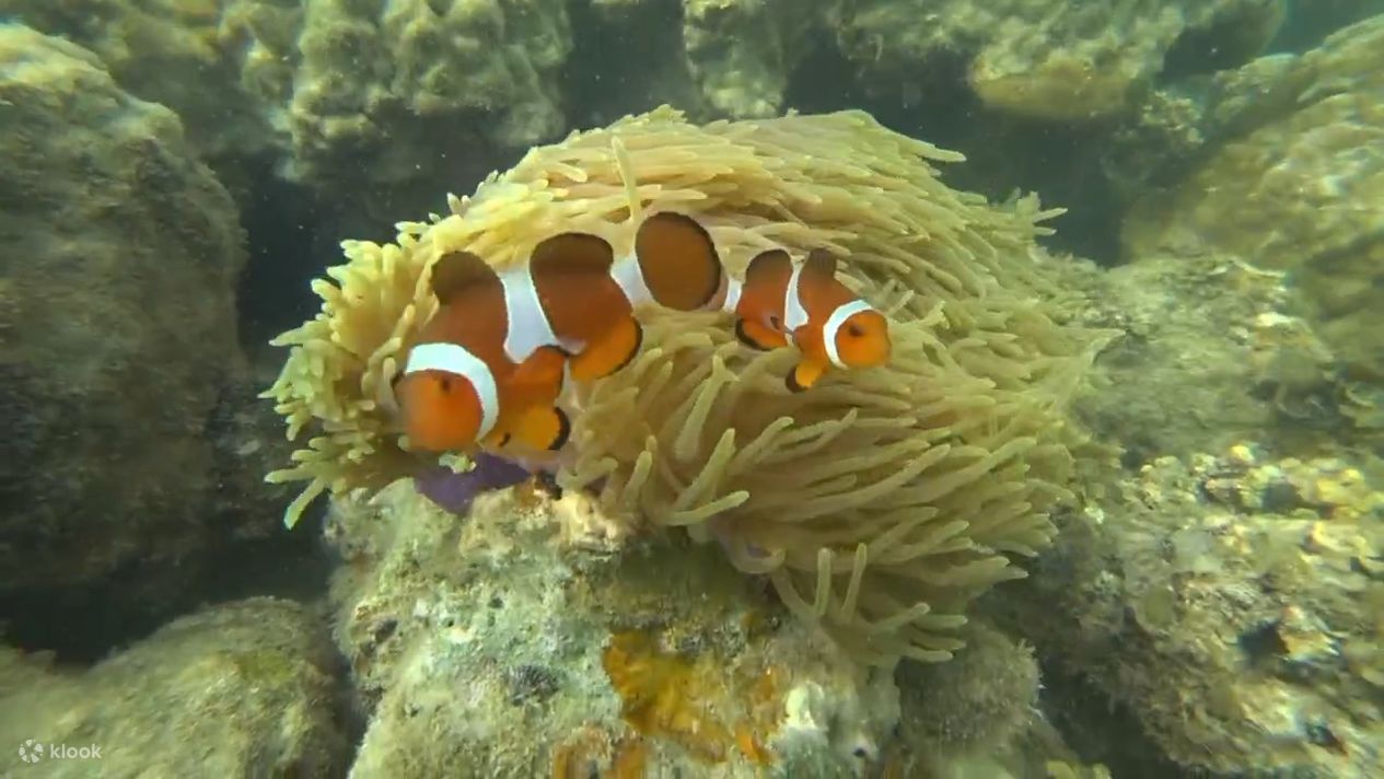 Bintan Snorkeling With Bintan Transport - Klook Canada
