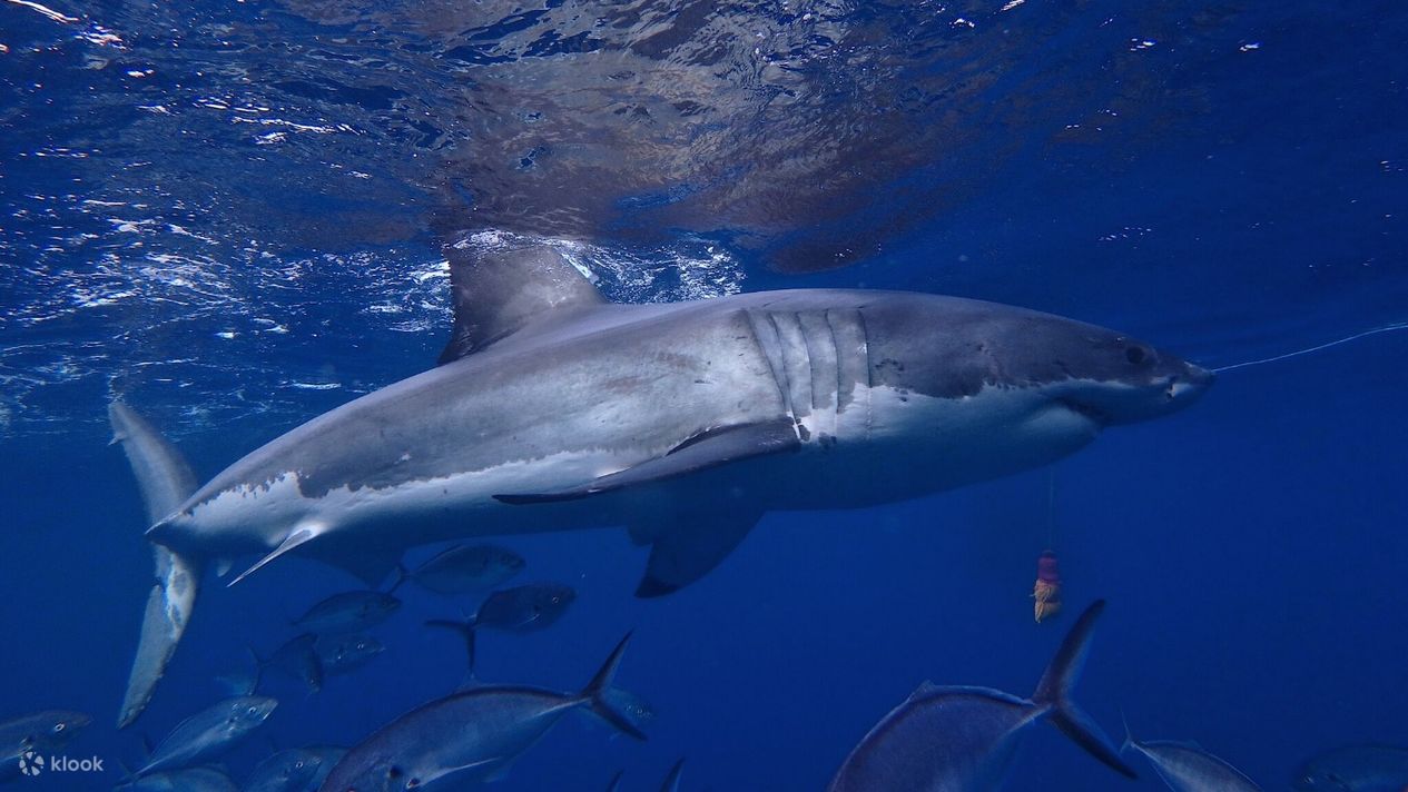 Great White Sharks Watching from Port Lincoln, Australia - Klook ...
