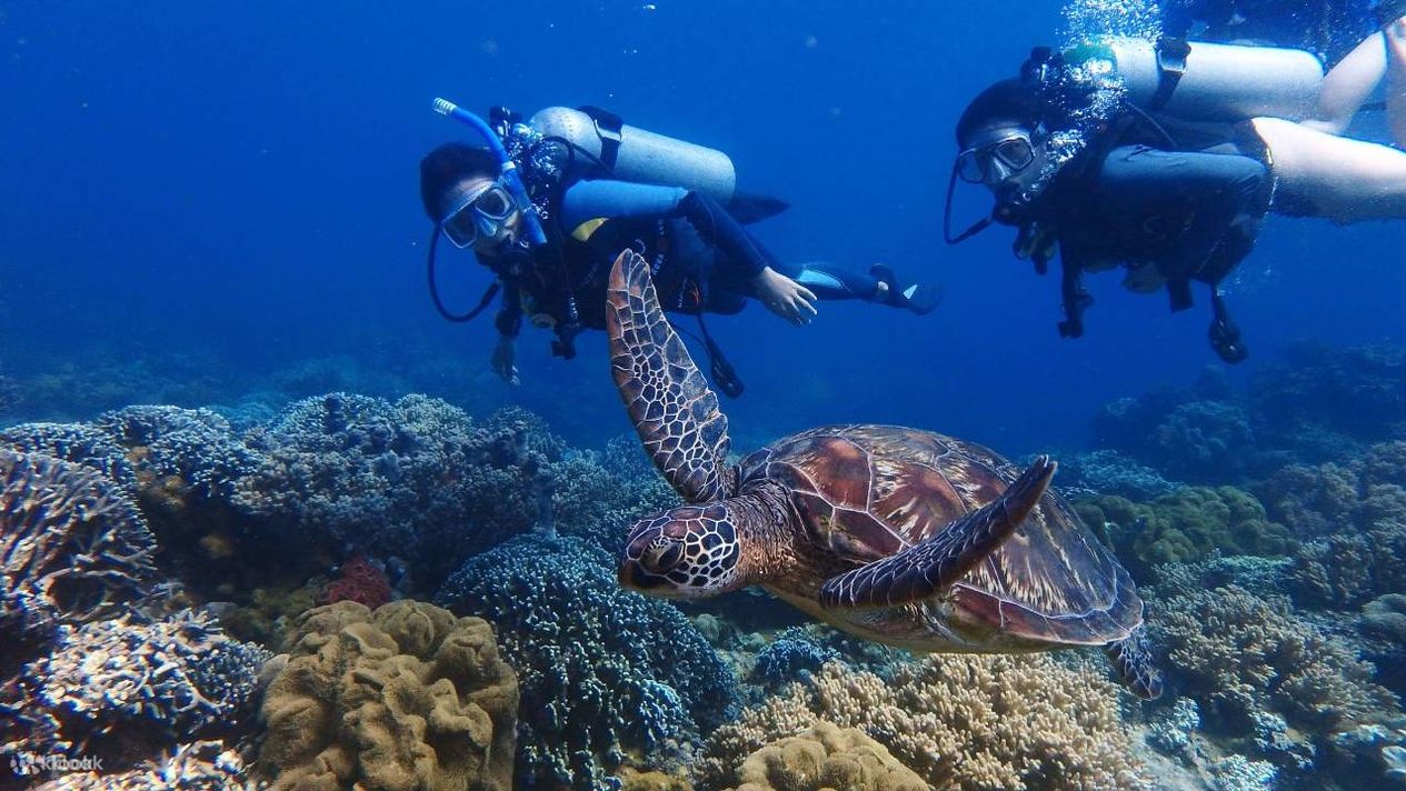Guam Best Boat Diving for Certified Divers only - Klook Australia