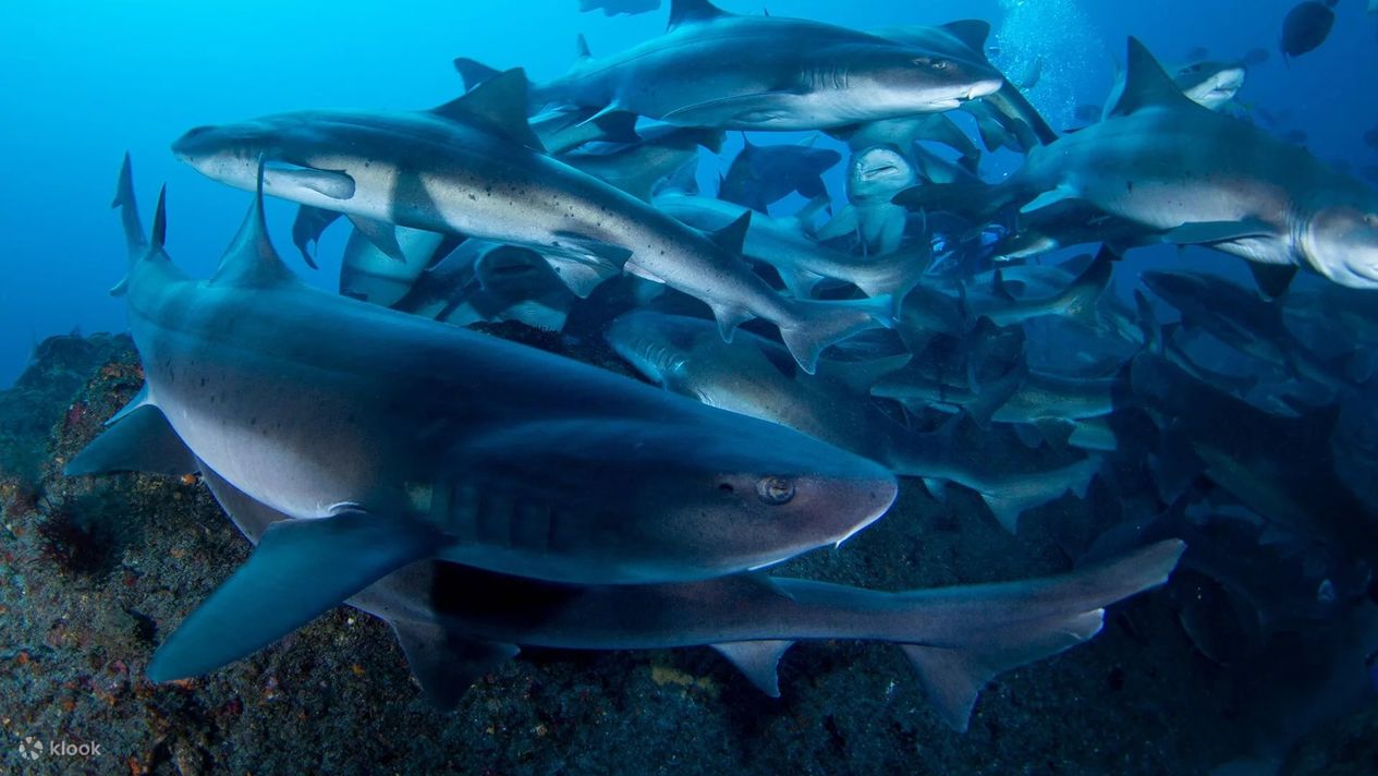 Tateyamas Underwater Paradise Where Sharks Rule the Currents - Klook ...