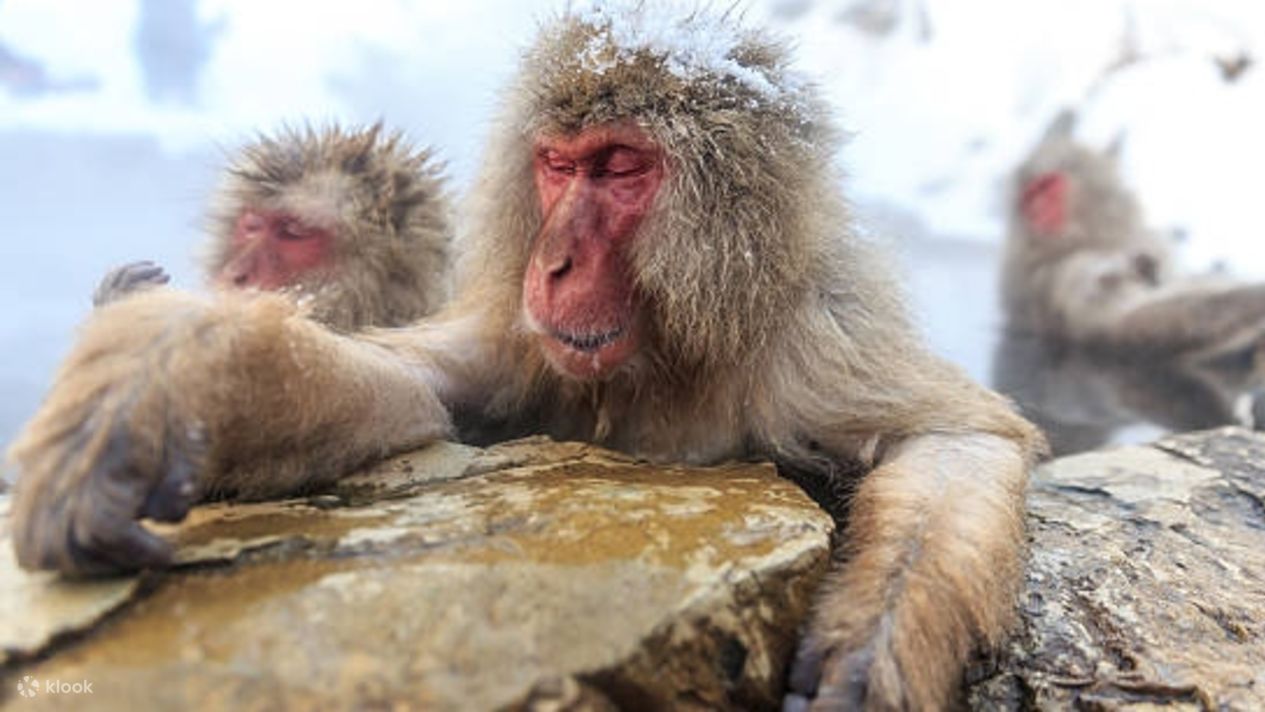 Jigokudani Monkey Park, Zenkoji, & Matsumoto Castle Private Day Tour ...