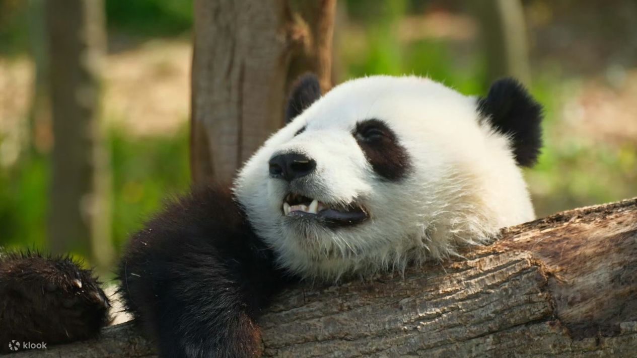 Sichuan Dujiangyan + Sanxingdui / Qingcheng Mountain / Panda Valley ...