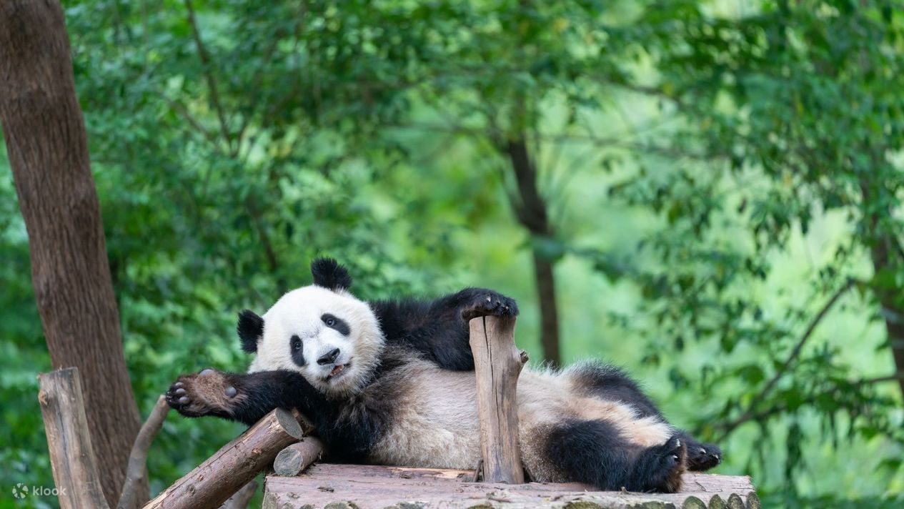 Chengdu Research Base of Giant Panda Breeding Half-Day Tour + Chinese ...