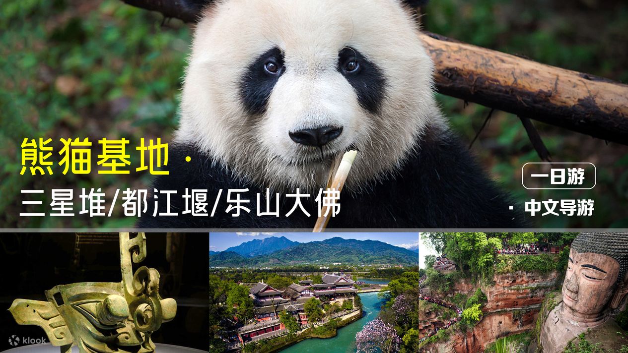 Chengdu Panda Base + Sanxingdui Museum/Dujiangyan/Leshan Giant Buddha ...