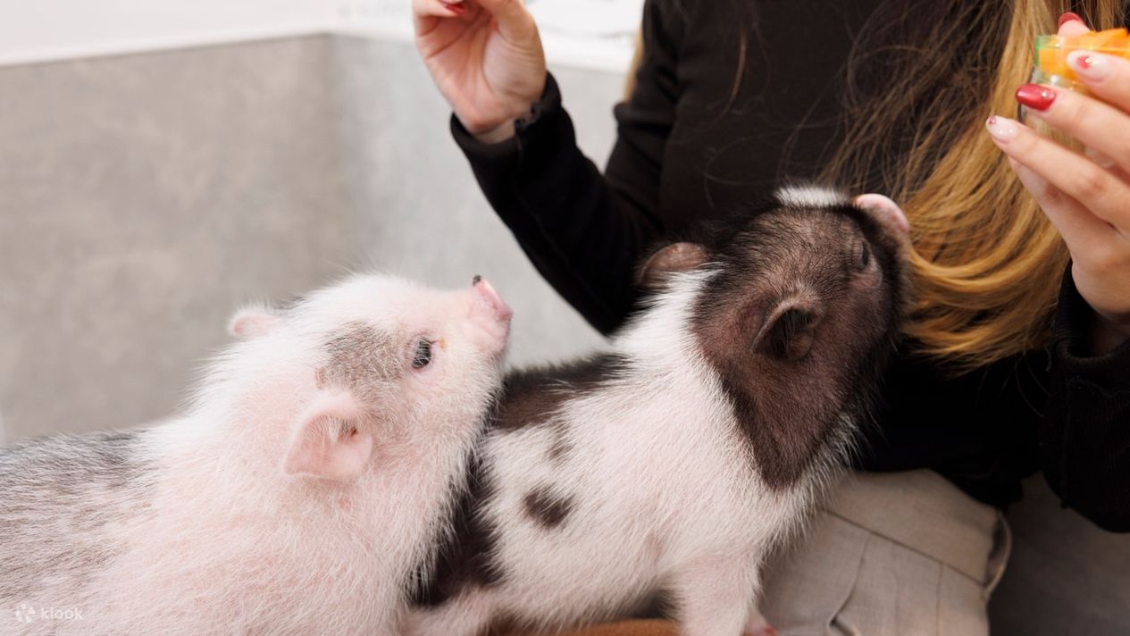 A private micro pig petting cafe with feeding experience (Tokyo) - Klook