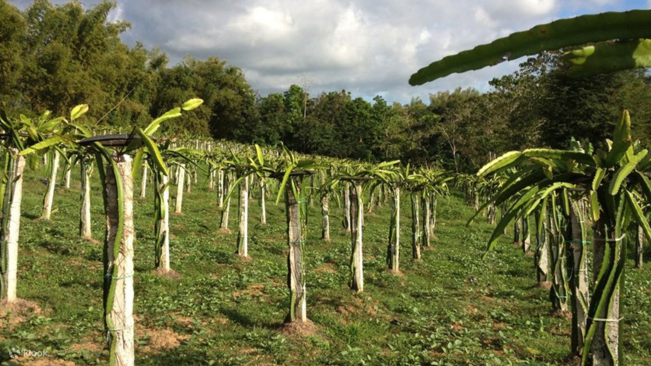 Iloilo Farm Agricultural Day Tour - Klook Philippines