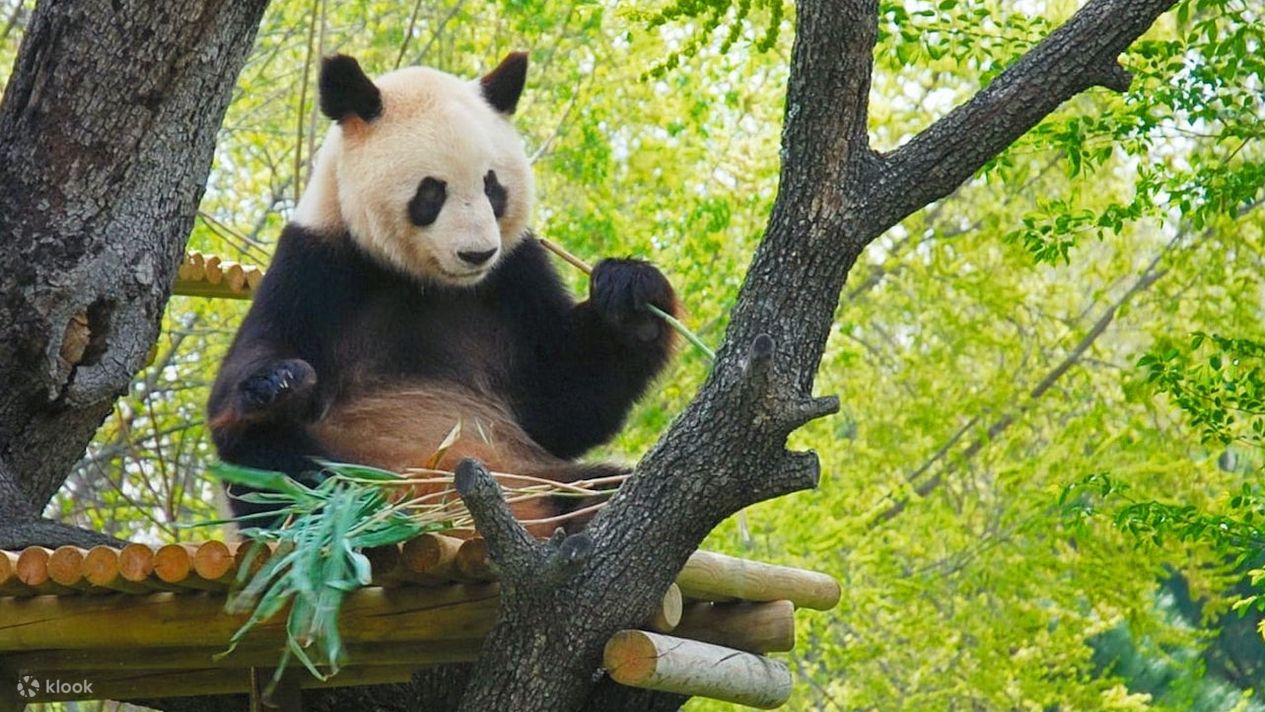 Zoo Aquarium Admission in Madrid - Klook India