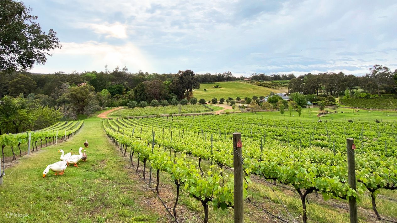 Private Bickley Valley Wine Tour - Klook