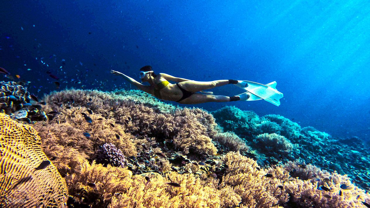 Discover Freediving: One-Day Introduction Experience - Klook