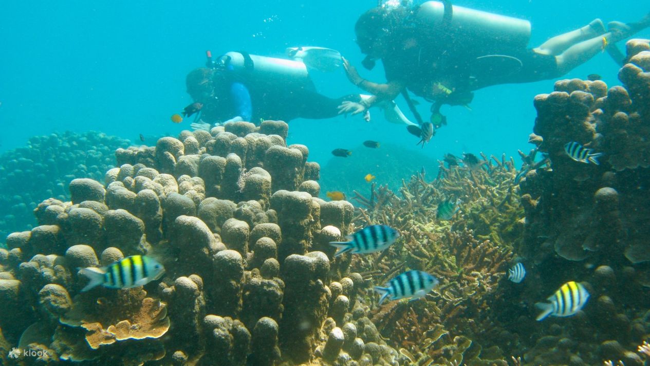 4D3N Open Water Diver Course and Marine Ecology Workshop in Tioman ...