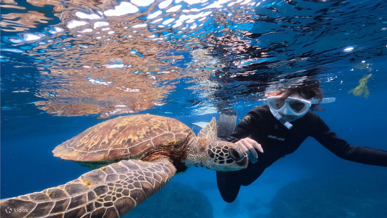 [Onna Village, Nakayukui] High Probability of Swimming with Sea Turtles! Beach Entry Snorkeling ...
