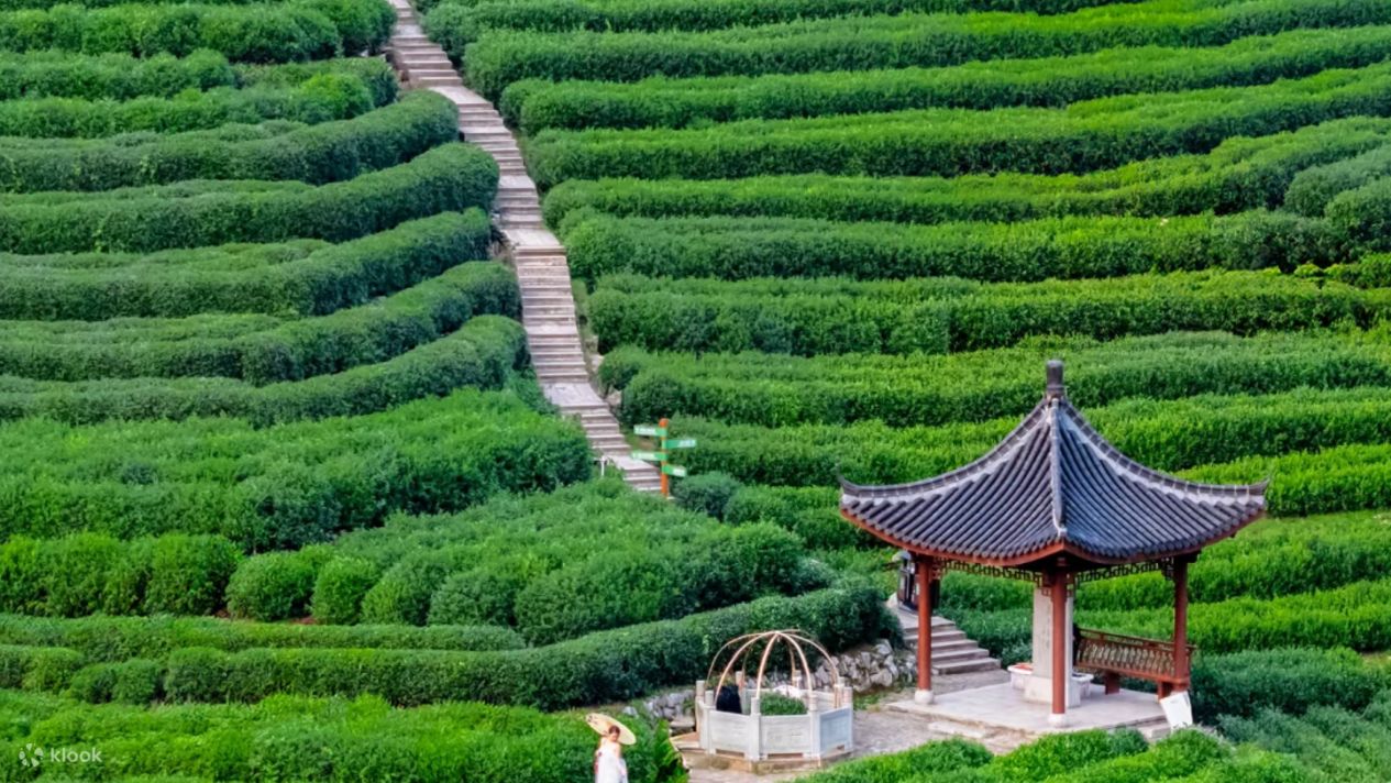 Hangzhou Longjing Tea Garden 5km light hike: Jiuxi Smoky Trees + Jiuxi ...