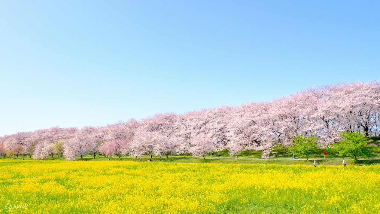 [One-day cherry blossom viewing tour in the suburbs of Kanto] Gongendo ...