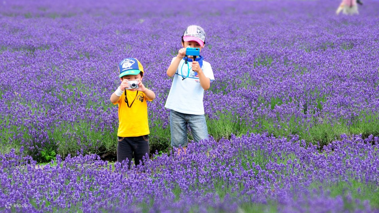 Tambara Lavender Park, Nyu Lake Sunflower Field, and Peach Picking Day ...