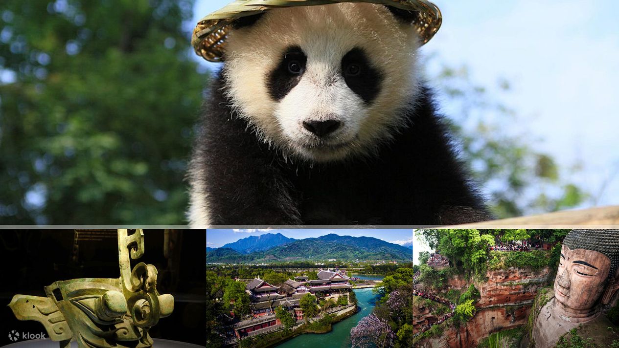Chengdu Panda Base + Sanxingdui Museum/Dujiangyan/Leshan Giant Buddha ...
